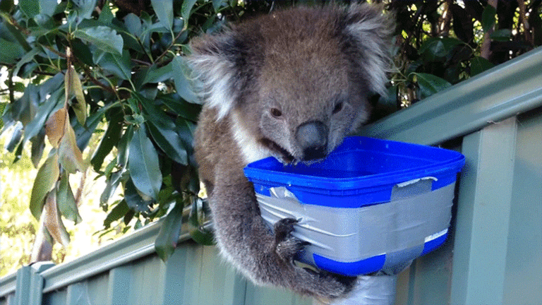koala drinking » ROAD LESS TRAVELLED